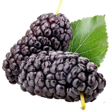Como Cultivar Amora - Mondini Plantas