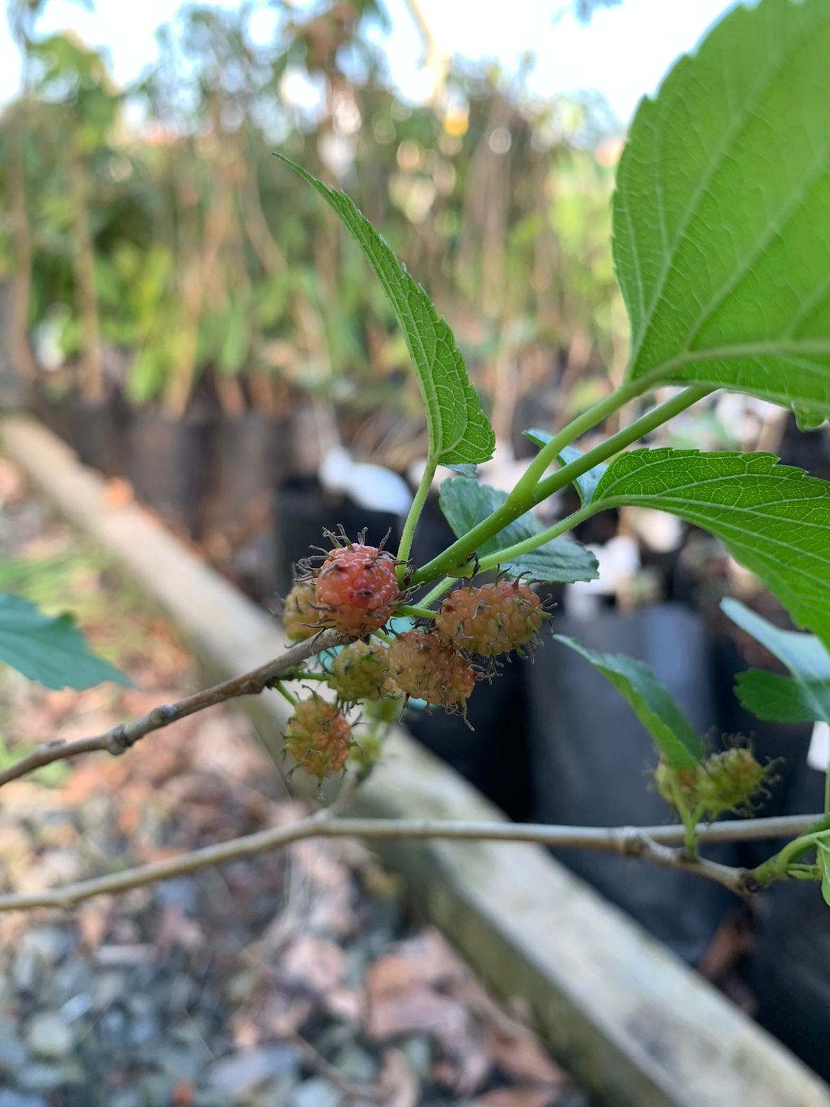 Muda de Amora Arvore