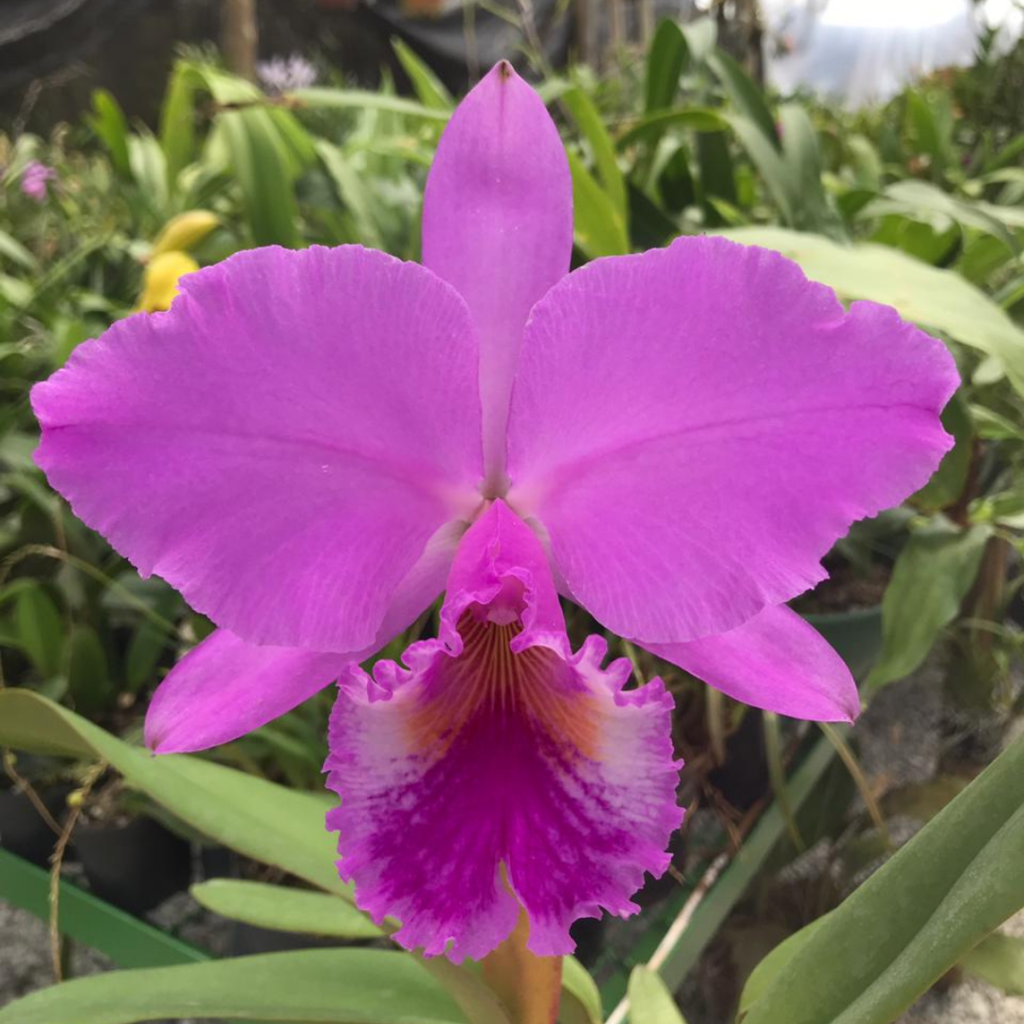 Orquídea Cattleya