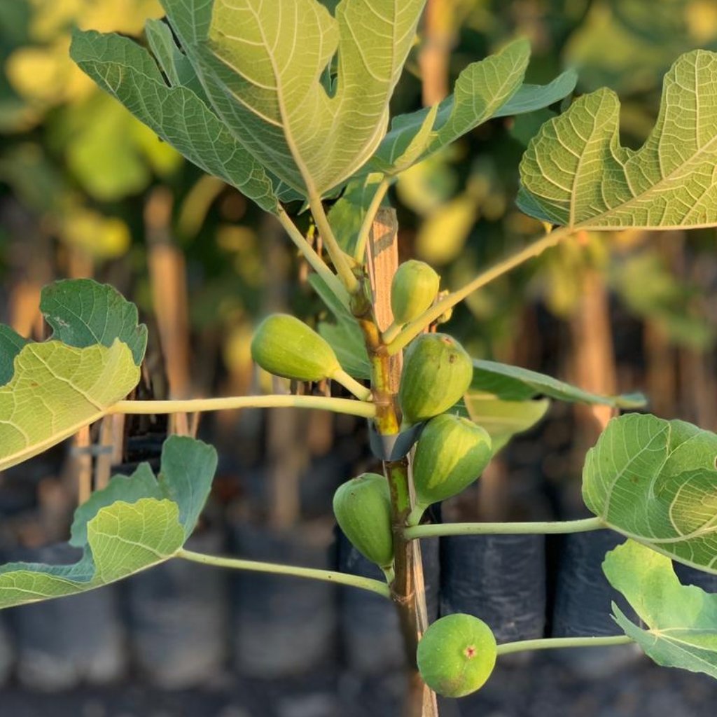 Muda de Figo Roxo Produzindo