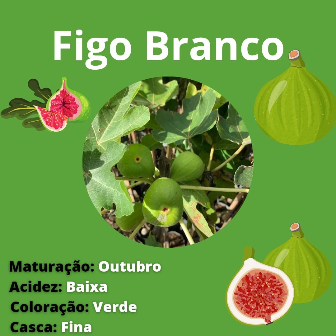 Figo Branco ou Pingo de Mel