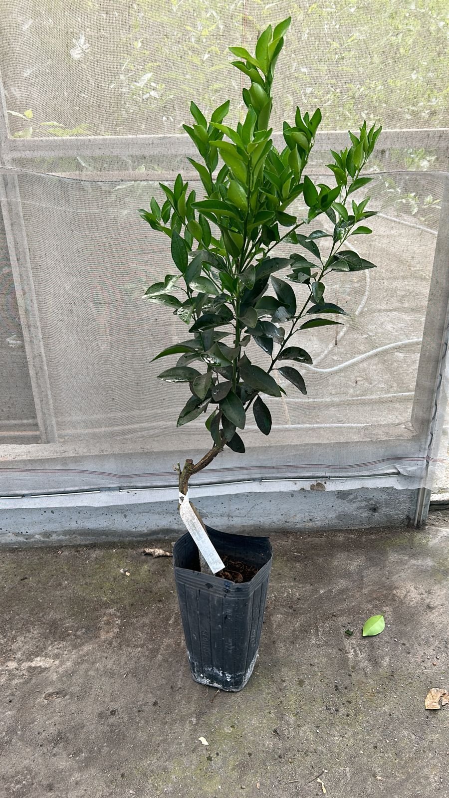 Muda de Tangerina Ponkan em Vaso Grande