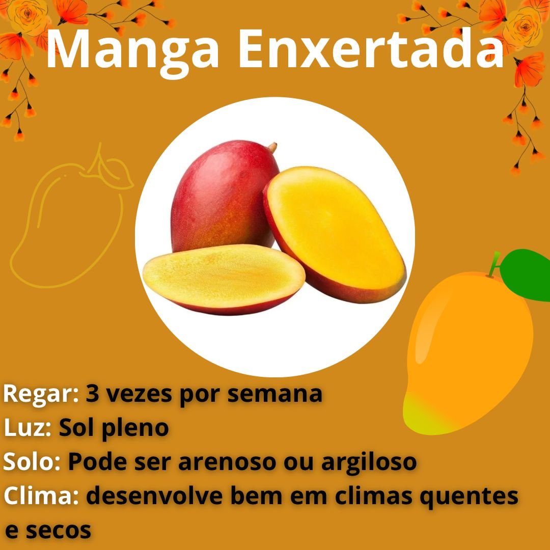 Sonhar Com Manga Rosa - RETOEDU