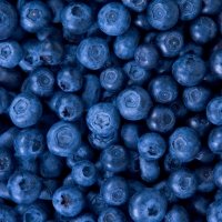 Como Cultivar Mirtilo (blueberry) - Mondini Plantas