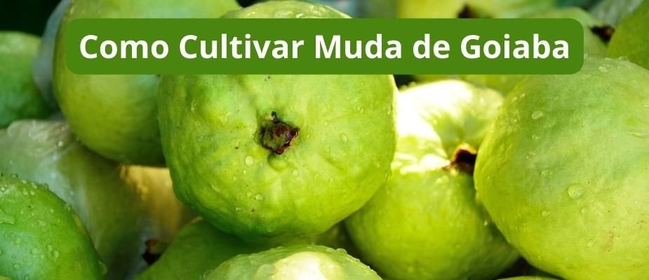 Como Cultivar Muda de Goiaba - Mondini Plantas