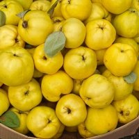 Como Cultivar Muda de Marmelo Doce - Mondini Plantas