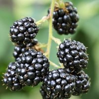 Como Cultivar Amora - Mondini Plantas