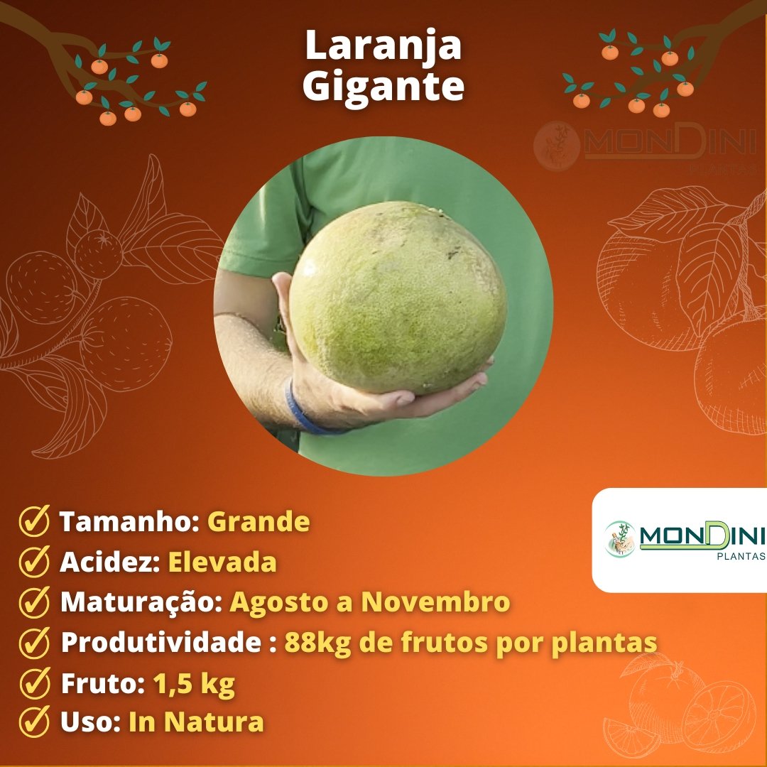 Muda de Laranja Gigante Enxertada