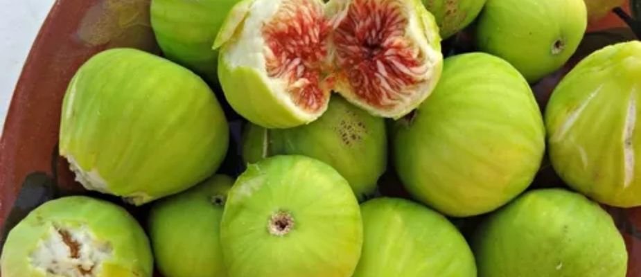 Como Cultivar Muda de Figo Branco ou Pingo de Mel - Mondini Plantas