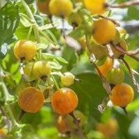 Como Cultivar Muda de Groselha Amarela - Mondini Plantas