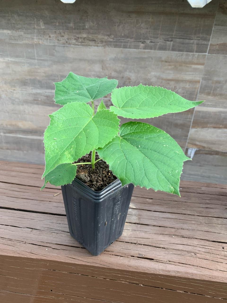 Muda de Kiri Japonês