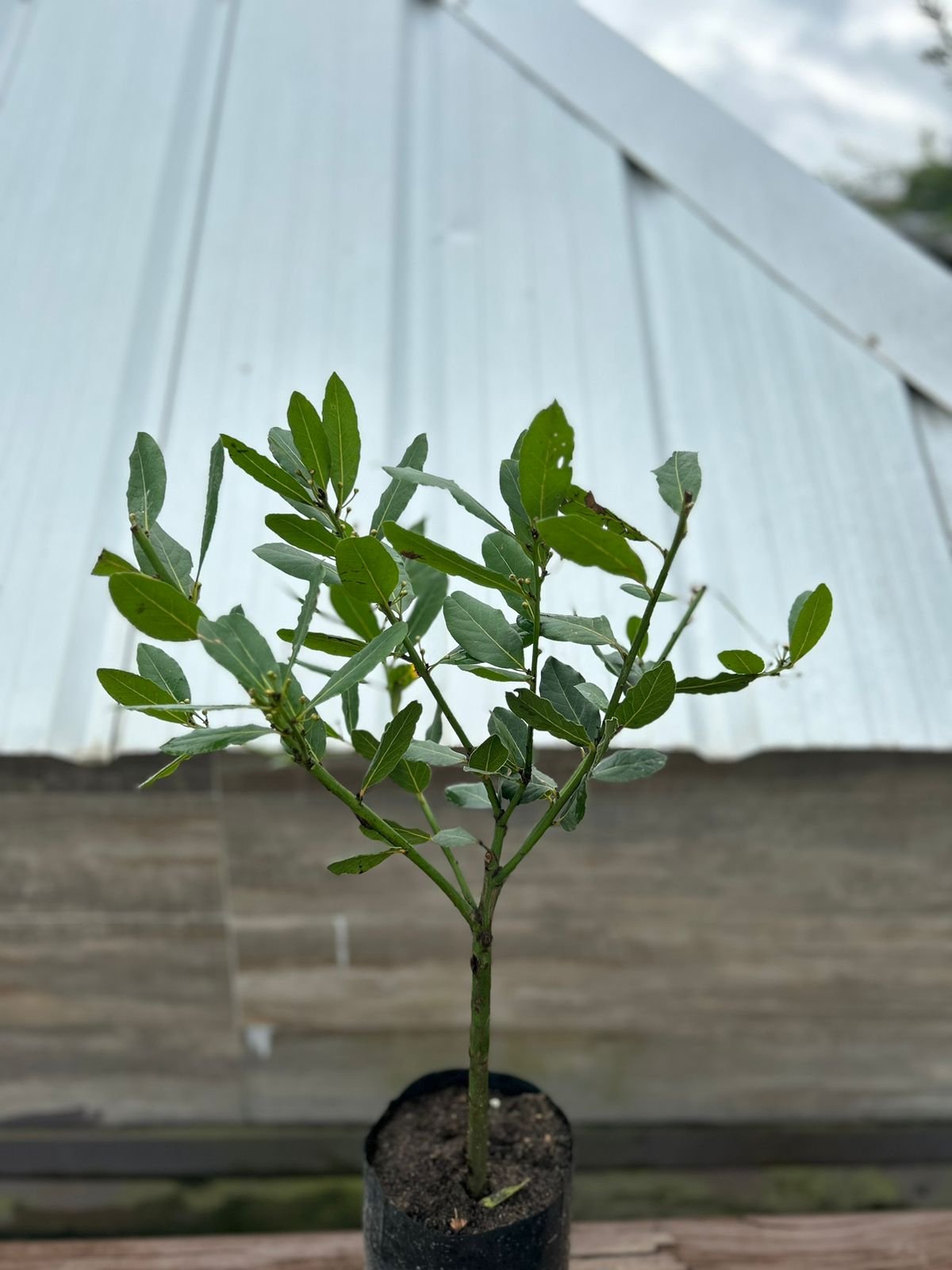 Muda de Louro Tempero