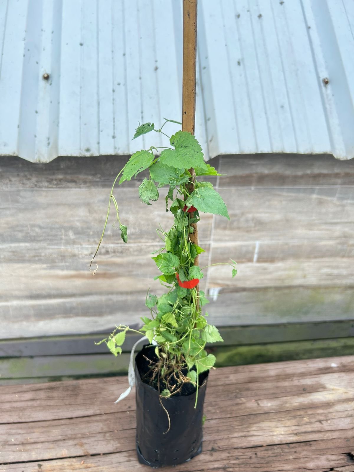 Muda de Lúpulo Saaz