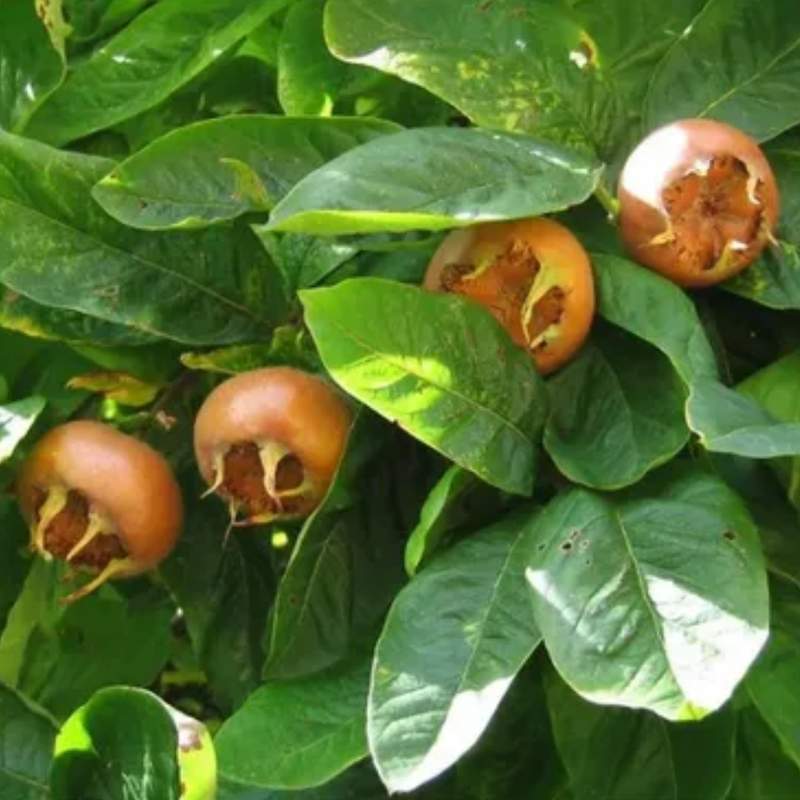 Muda de Nespoli Enxertada