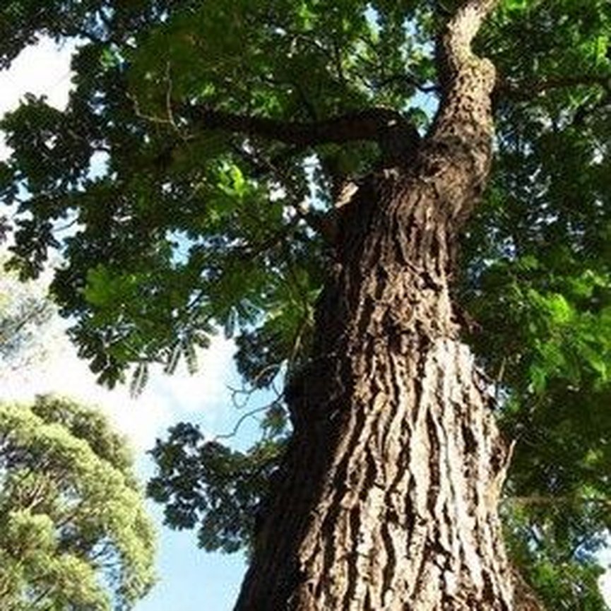 Muda de Peroba-Rosa - Aspidosperma Polyneuron