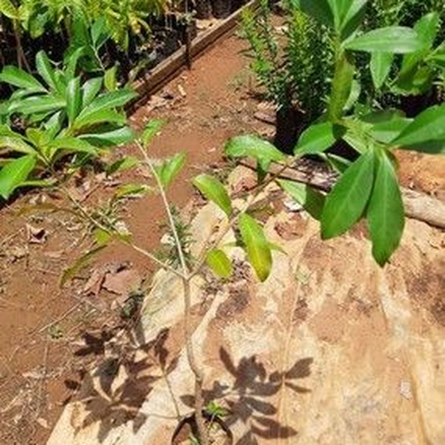 Muda de Peroba-Rosa - Aspidosperma Polyneuron