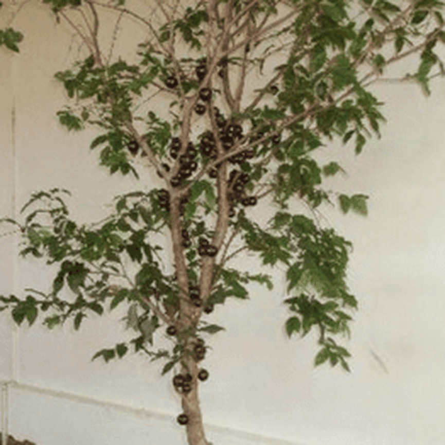 Muda Jabuticaba Híbrida Enxertada PRODUZINDO - 80 cm-Sitio Exótico