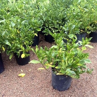 Muda Jasmim do Cabo (Gardenia jasminoides)