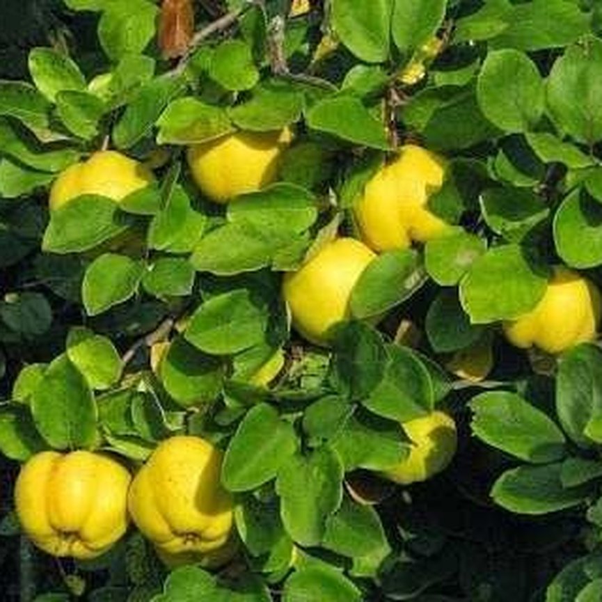 Muda Marmelo Amarelo Portugal Clone Estaquia