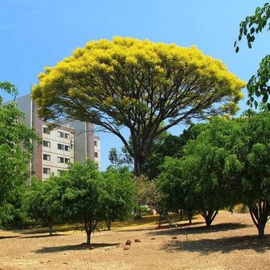 Muda de Guanandi - Calophyllum Brasiliensis P