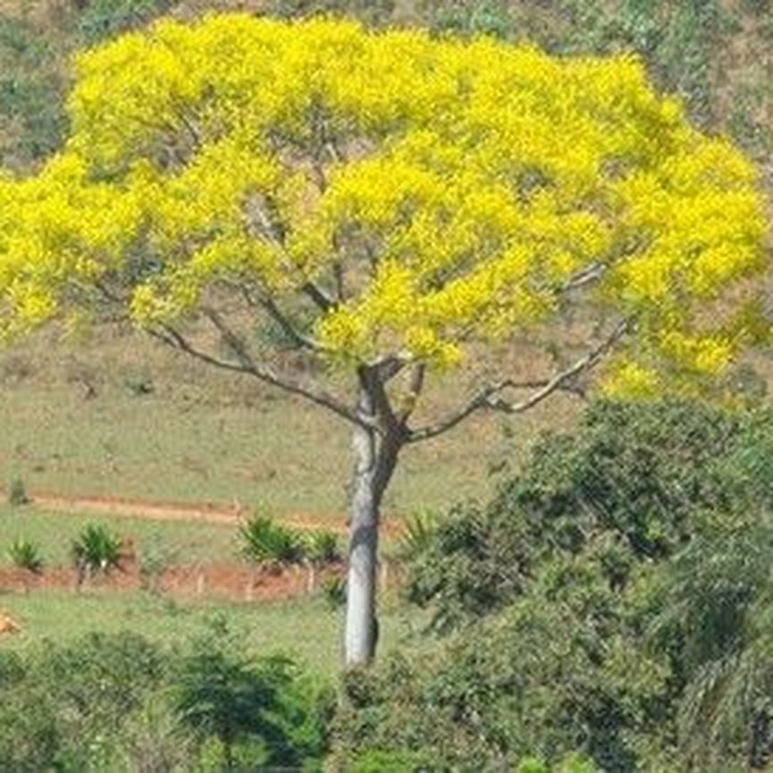 Muda de Guanandi - Calophyllum Brasiliensis P