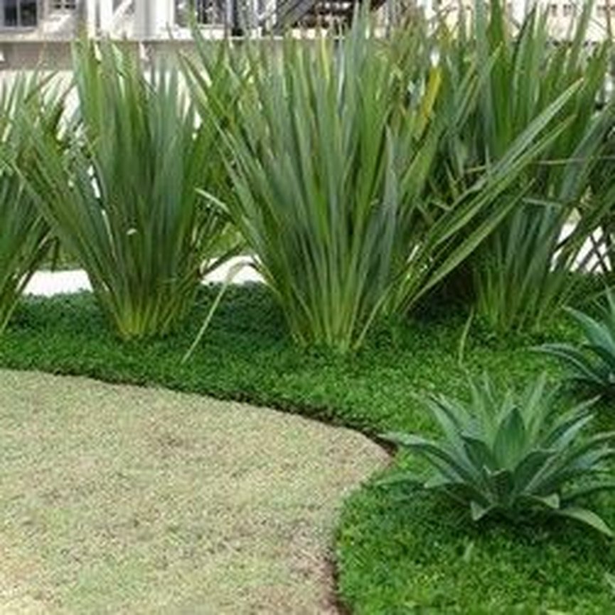 Kit 10 Muda Formio Verde (PhormiumTenax)