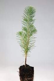 Kit 3 Muda Pinheiro-Bravo - Podocarpus lambertii