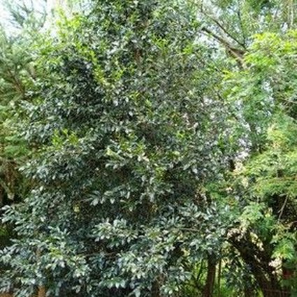 Muda de Peroba-Rosa - Aspidosperma Polyneuron