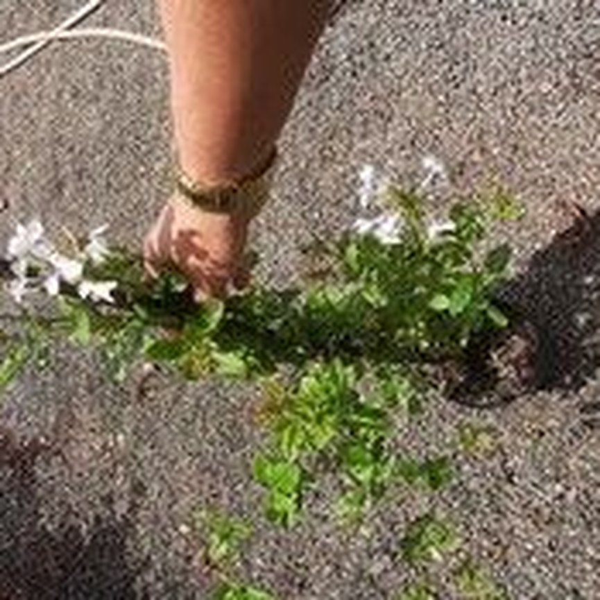 Muda Bela Emília (Plumbago Auriculata) Cor Branca exótica