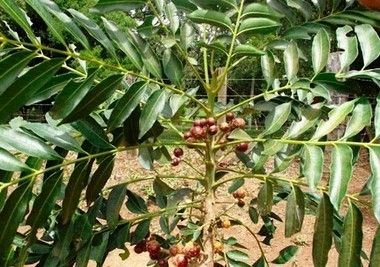 Muda Canjarana Cabralea Canjerana-Sitio Exótico