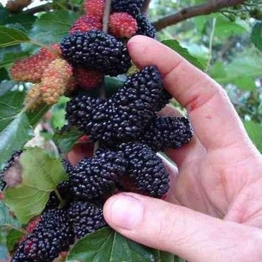 Muda da Deliciosa Amora Gigante Portuguesa - Sitio Exótico