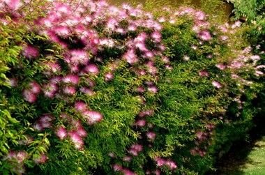 Muda da Flor Caliandra Rosa -Sítio Exótico