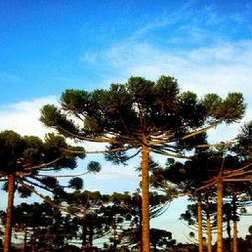 Muda de Araucária - Pinhão -Sítio Exótico