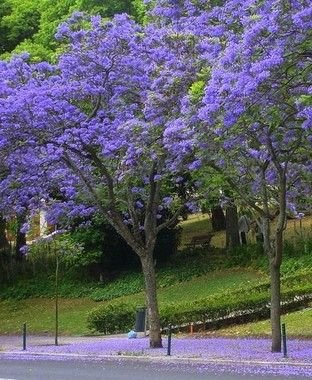 Muda de Caroba Flor Roxa - Jacaranda Macrantha -Sítio Exótico