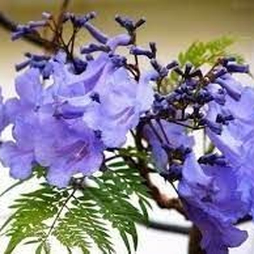 Muda de Caroba Flor Roxa - Jacaranda Macrantha -Sítio Exótico