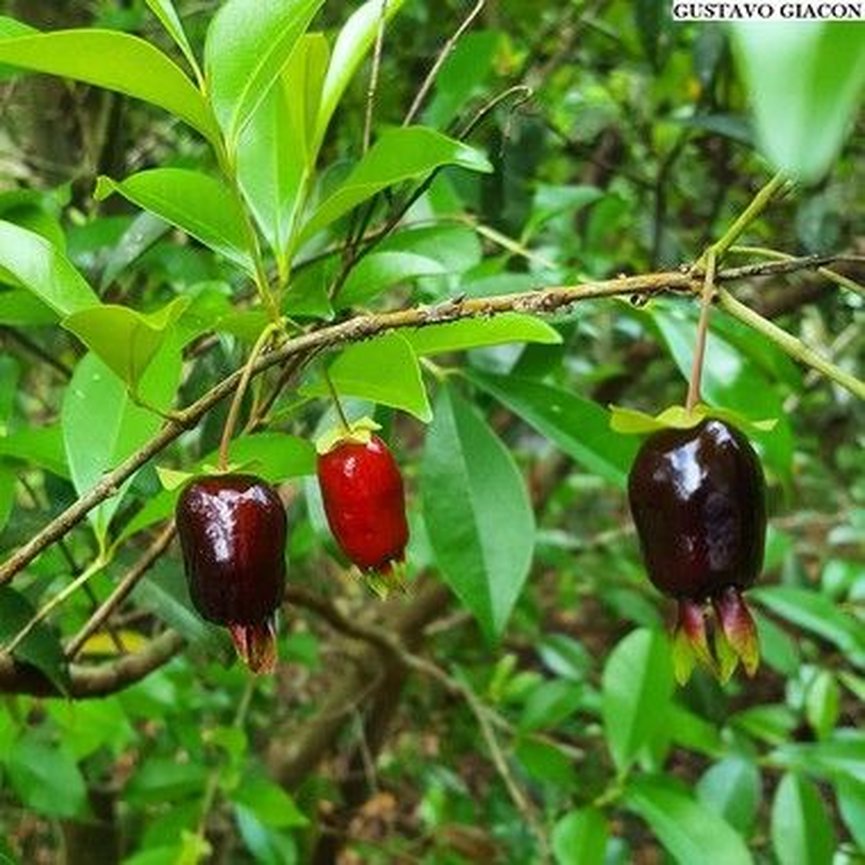 Muda de Cereja do Rio Grande-Sitio Exótico