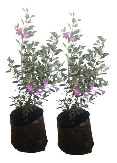 Muda Chuva de Prata-Leucofilo (Leucophyllum frutescens)