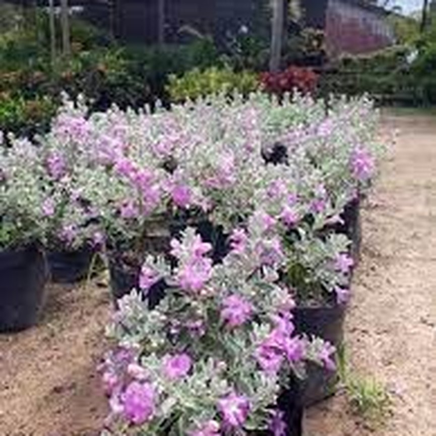 Muda Chuva de Prata-Leucofilo (Leucophyllum frutescens)