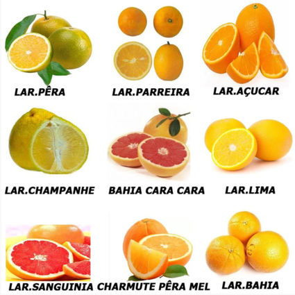 Kit 9 Mudas de Laranjas comer em natura e sucos enxertada - Sitio Exótico