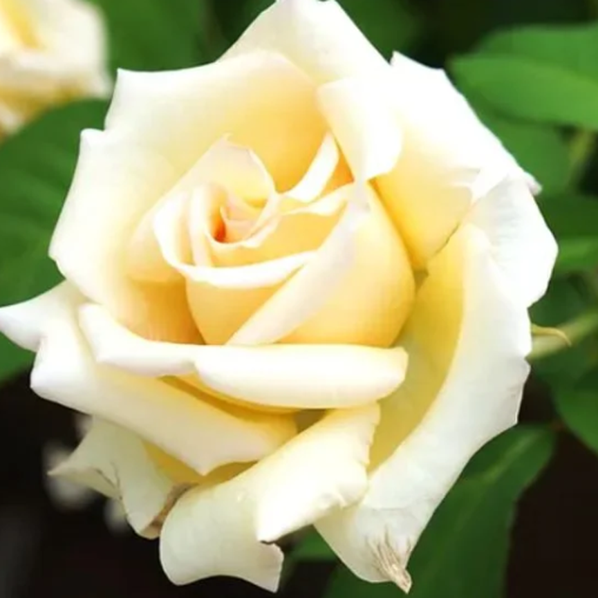 Muda Rosa Champanhe Enxertada Preste a dar flor