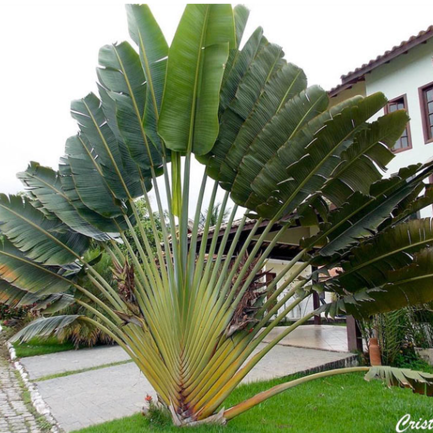 Muda Ravenala ou Árvore do Viajante - Sitio Exótico