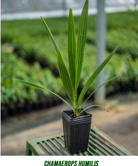 Muda chamaerops humilis Cerifera Para Vaso -Sitio Exótico
