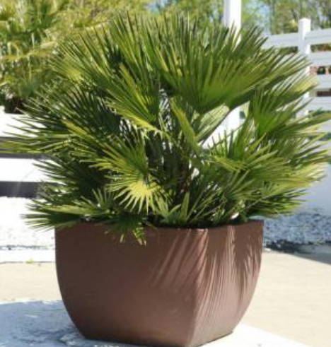 Muda chamaerops humilis Cerifera Para Vaso -Sitio Exótico
