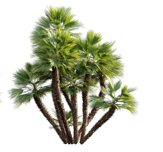 Muda chamaerops humilis Cerifera Para Vaso -Sitio Exótico