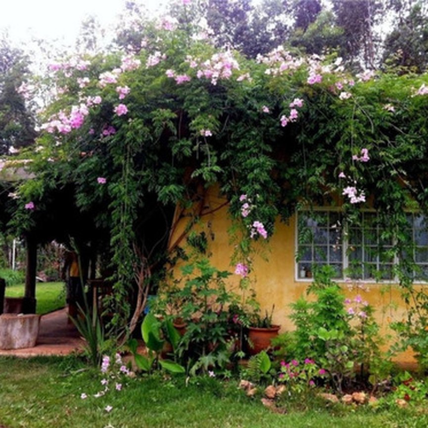 Mudas De Trepadeira Sete Léguas Cipó Podranea ricasoliana - Sitio Exótico