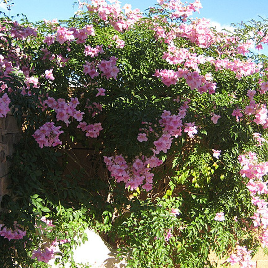 Mudas De Trepadeira Sete Léguas Cipó Podranea ricasoliana - Sitio Exótico