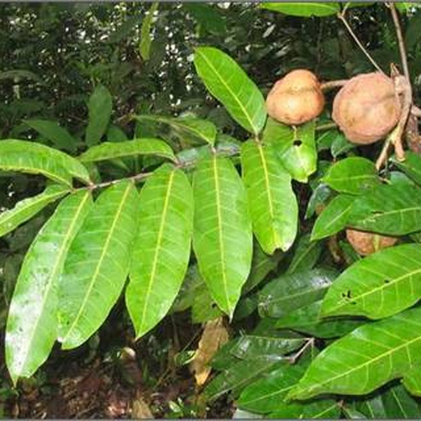 Muda De Andiroba - Carapa Guianensis-Exótico - Sitio Exótico