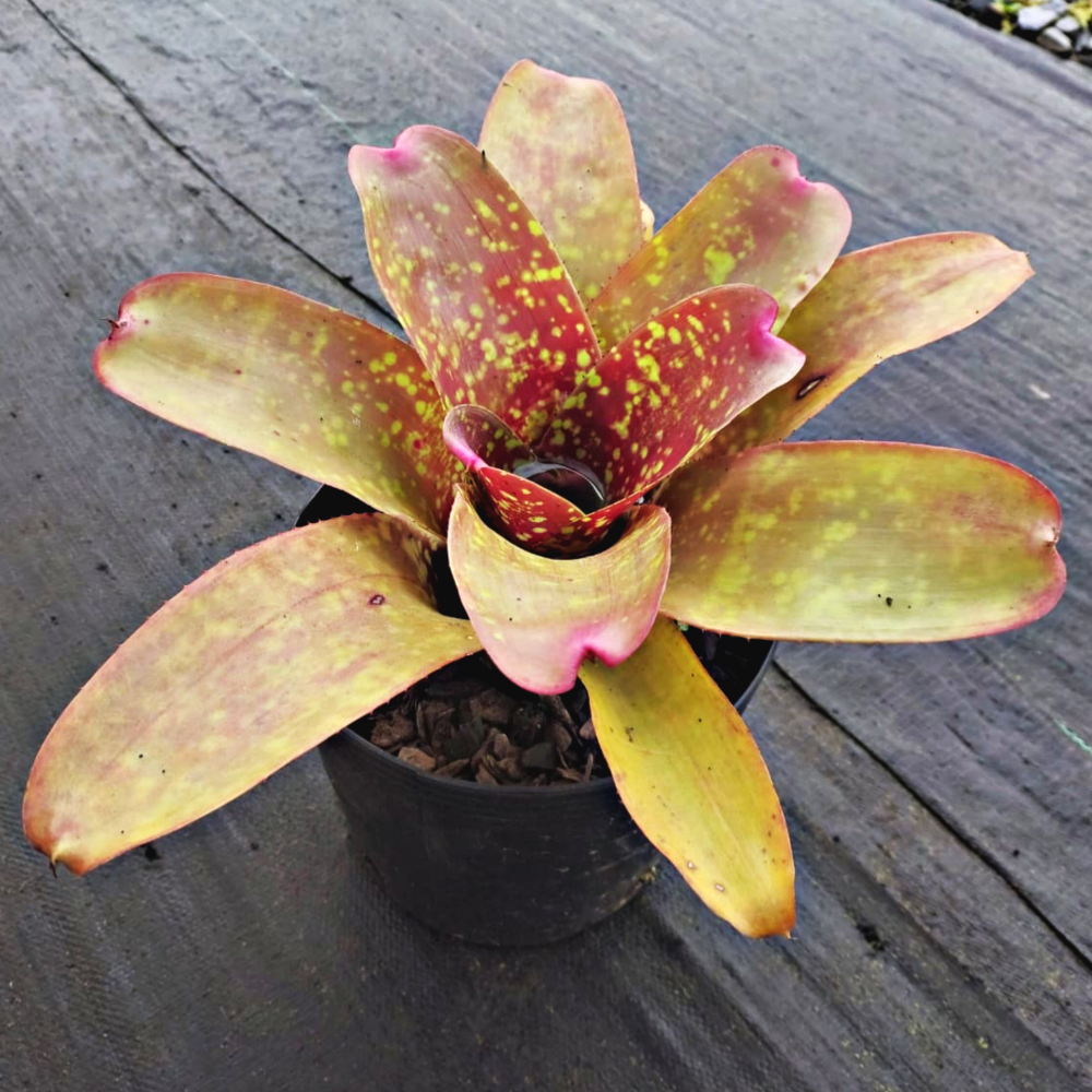 Muda Bromelia Marmorata (Neoregelia marmorata) Sitio Exótico