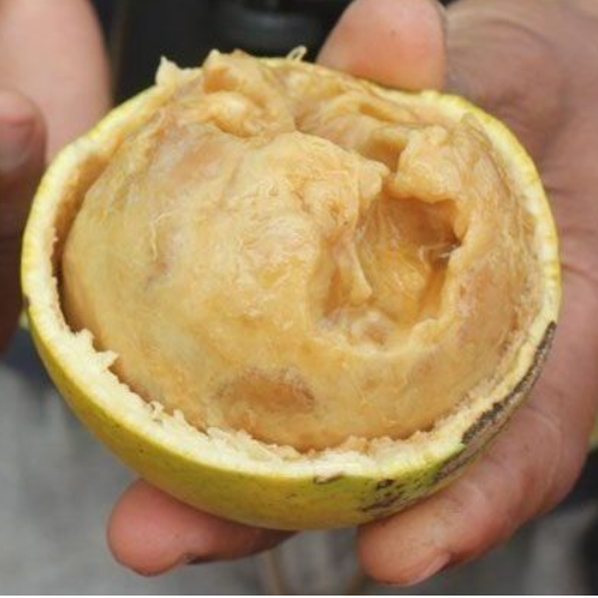 Muda de Maciela ou Maboque - Sitio Exótico