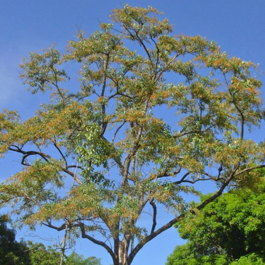 Muda Tucaneira ou Pau-viola - Citharexylum myrianthum - Sitio Exótico